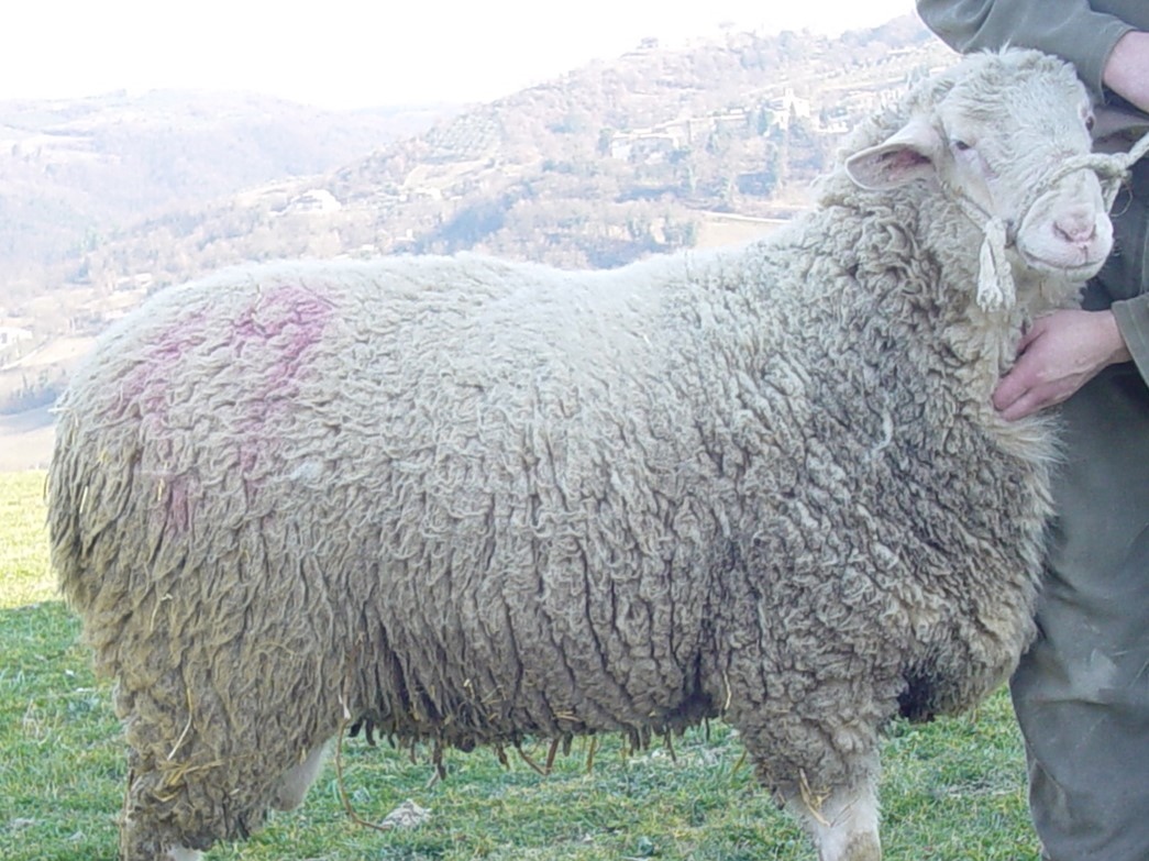 facebook twitter share pecora sopravissana send keyboard focus to media